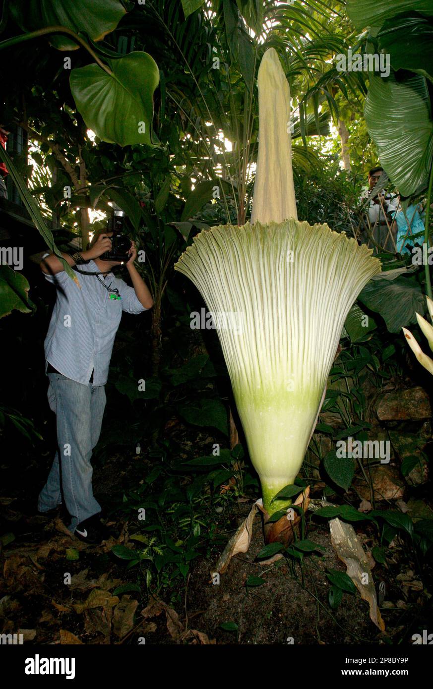 A photographer documents the newly opened Corpse Flower Wednesday, June ...