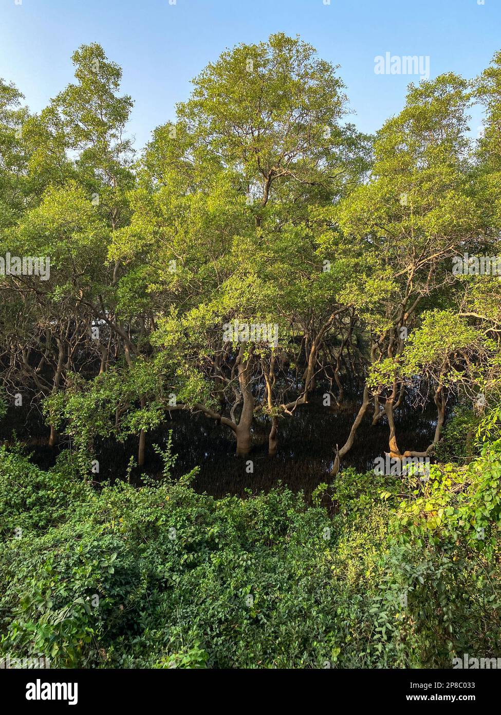 Green mangrove trees in the thick forest at the backwaters of the Nerul ...
