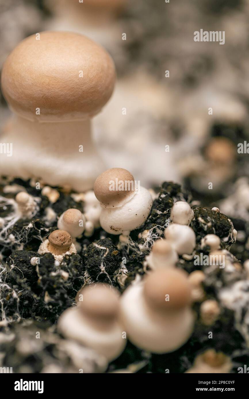 mushrooms close-up in the ground.Growing and collecting champignons ...