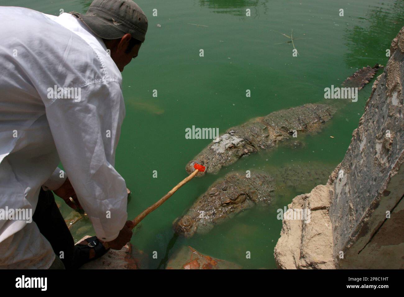 An ethnic Pakistani Sheedi man feeds a crocodile during a crocodile ...