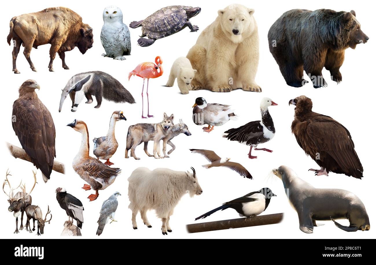 Set of fauna of North American animals Stock Photo - Alamy