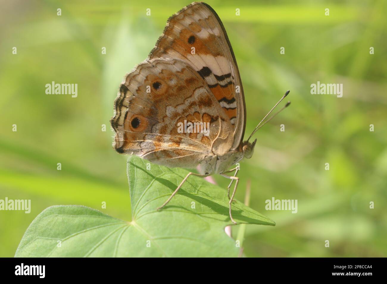Butterflies, including insects whose wings are very beautiful, so ...