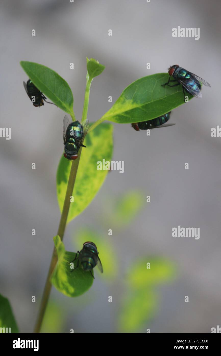 Ijo Flies, these flies are larger in size than ordinary flies, like ...