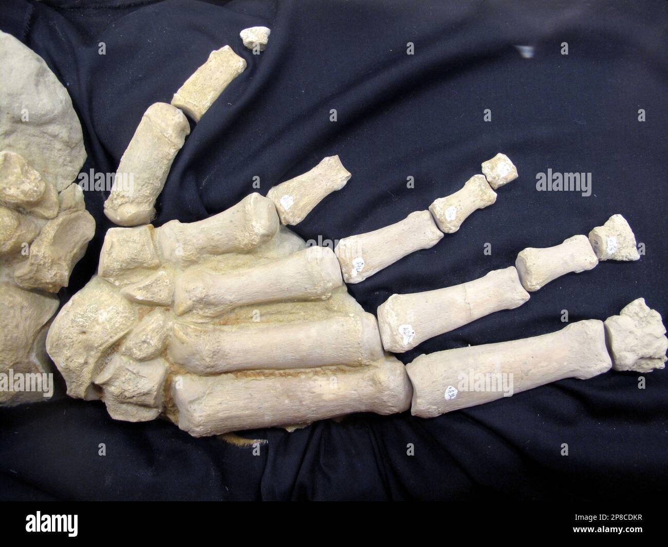 In this Wednesday, June 10, 2009 photo, the skeletal remains of a ...