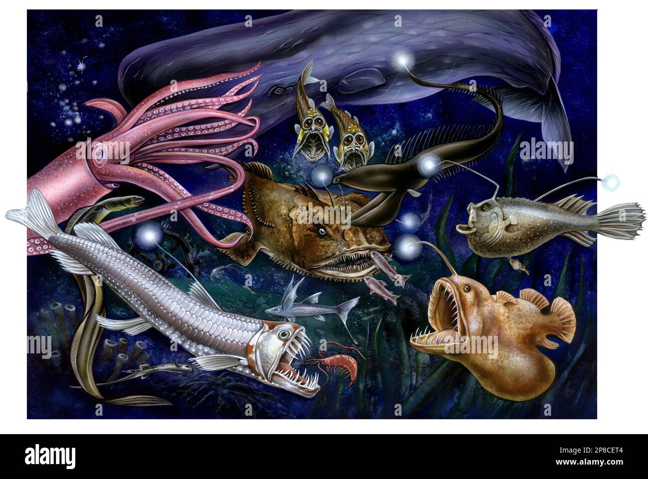 Deep Water Creatures