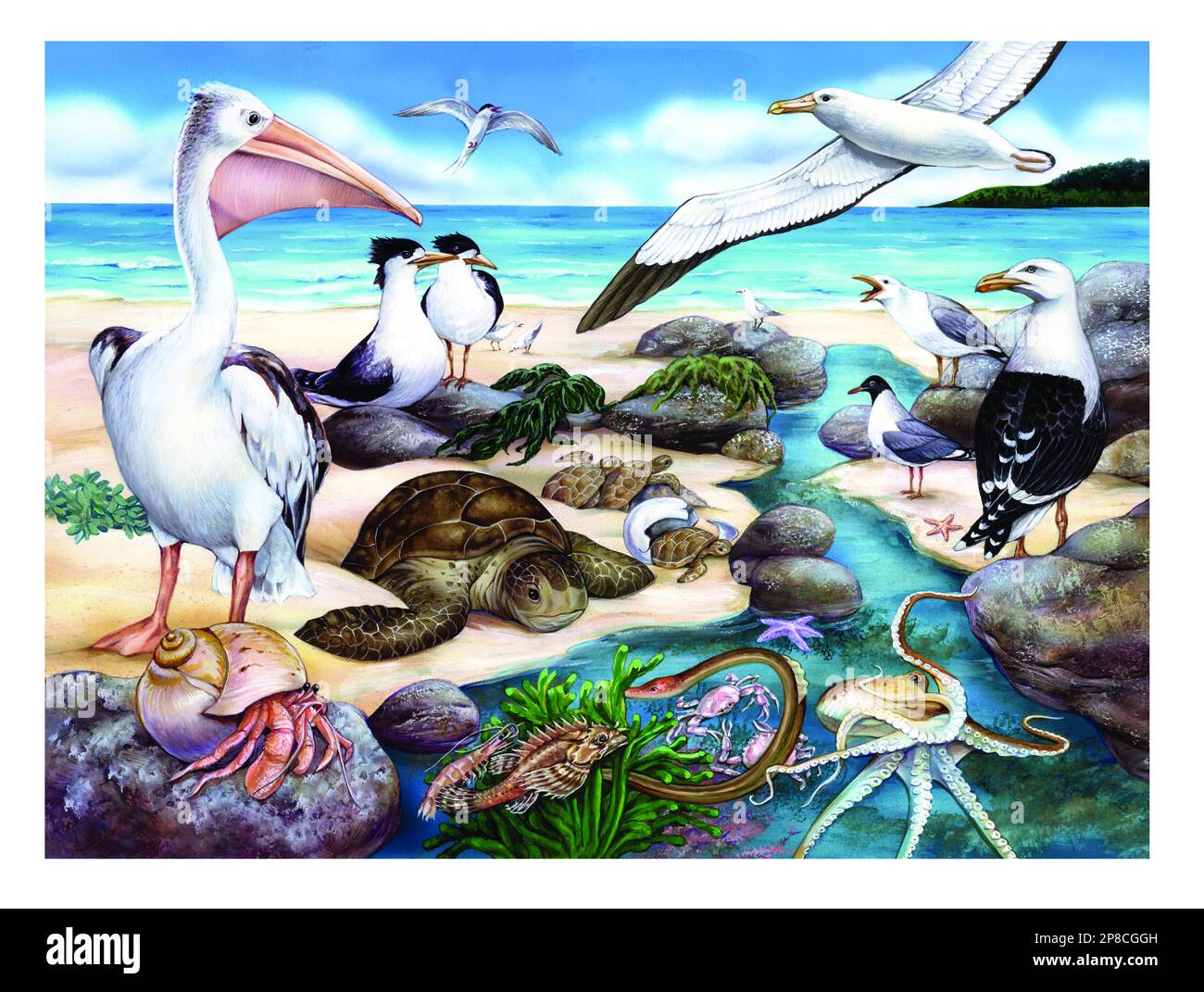 Animals-seashore birds wildlife & rock pools Stock Photo - Alamy