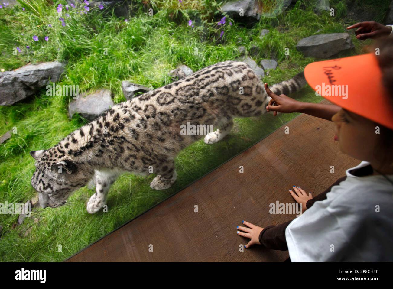 School children try to get a look at a snow leopard in the new exhibit at the Central Park Zoo ...