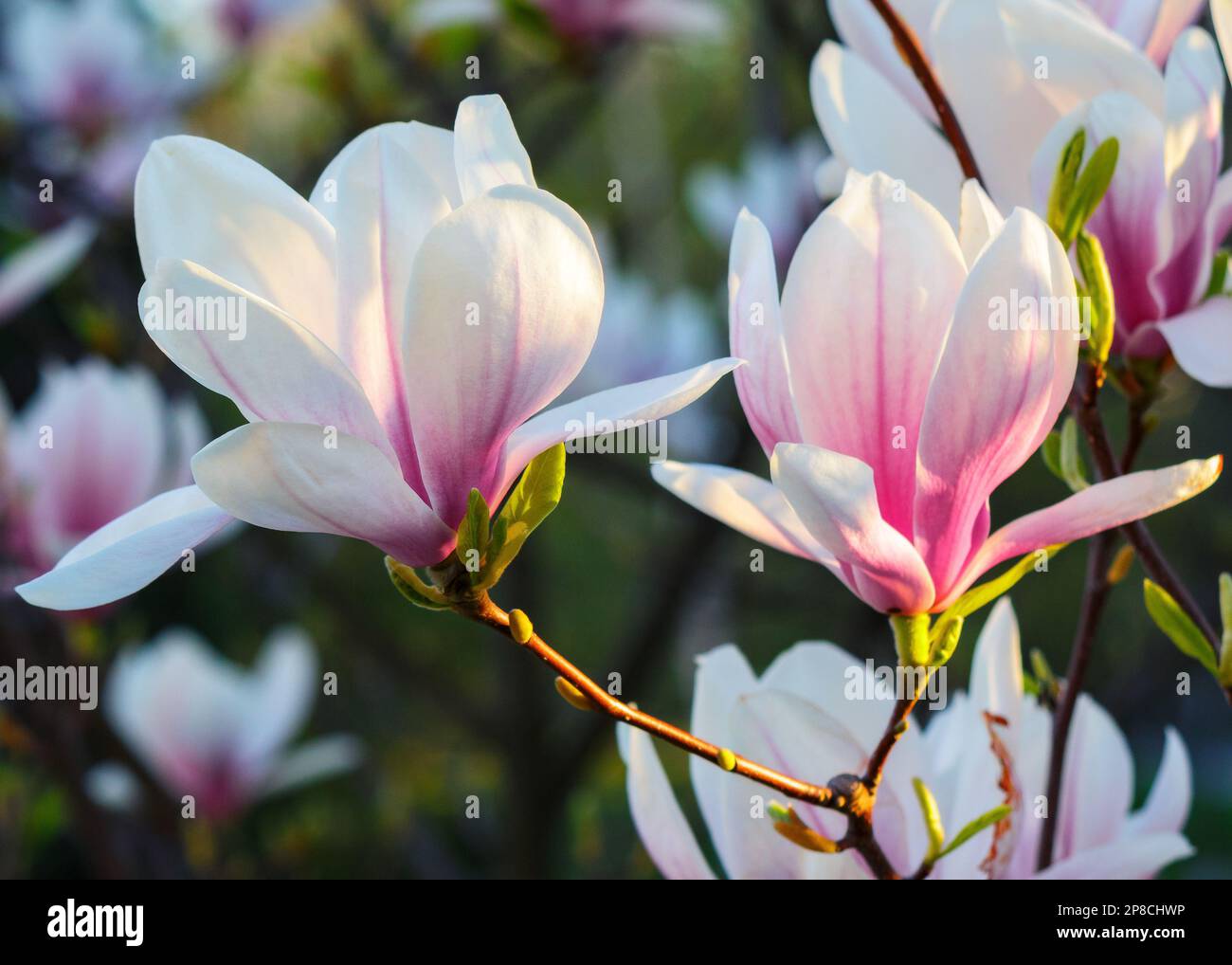 Closeup light pink magnolia hi-res stock photography and images - Alamy
