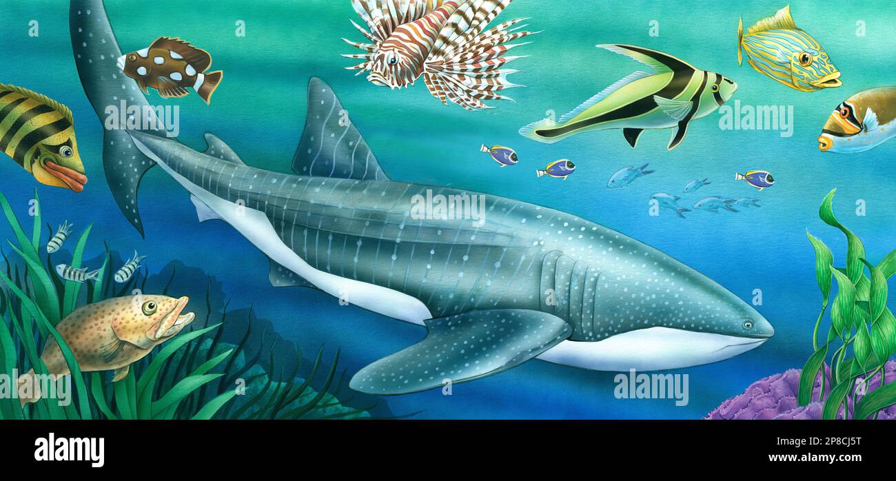 Animals-Shark & variety of Fish in ocean Stock Photo - Alamy