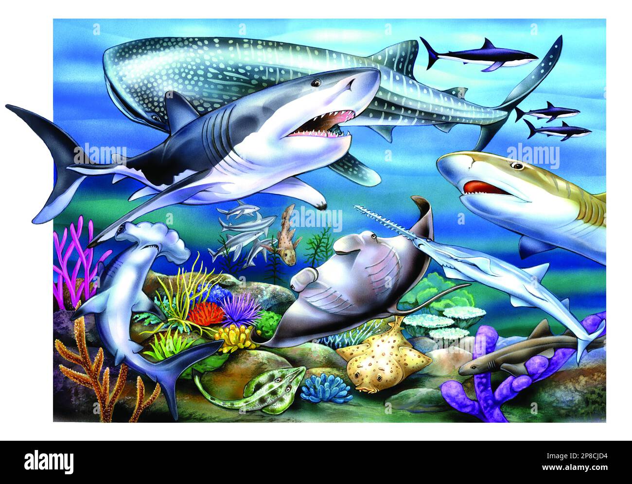 Sharks Rays And Skates