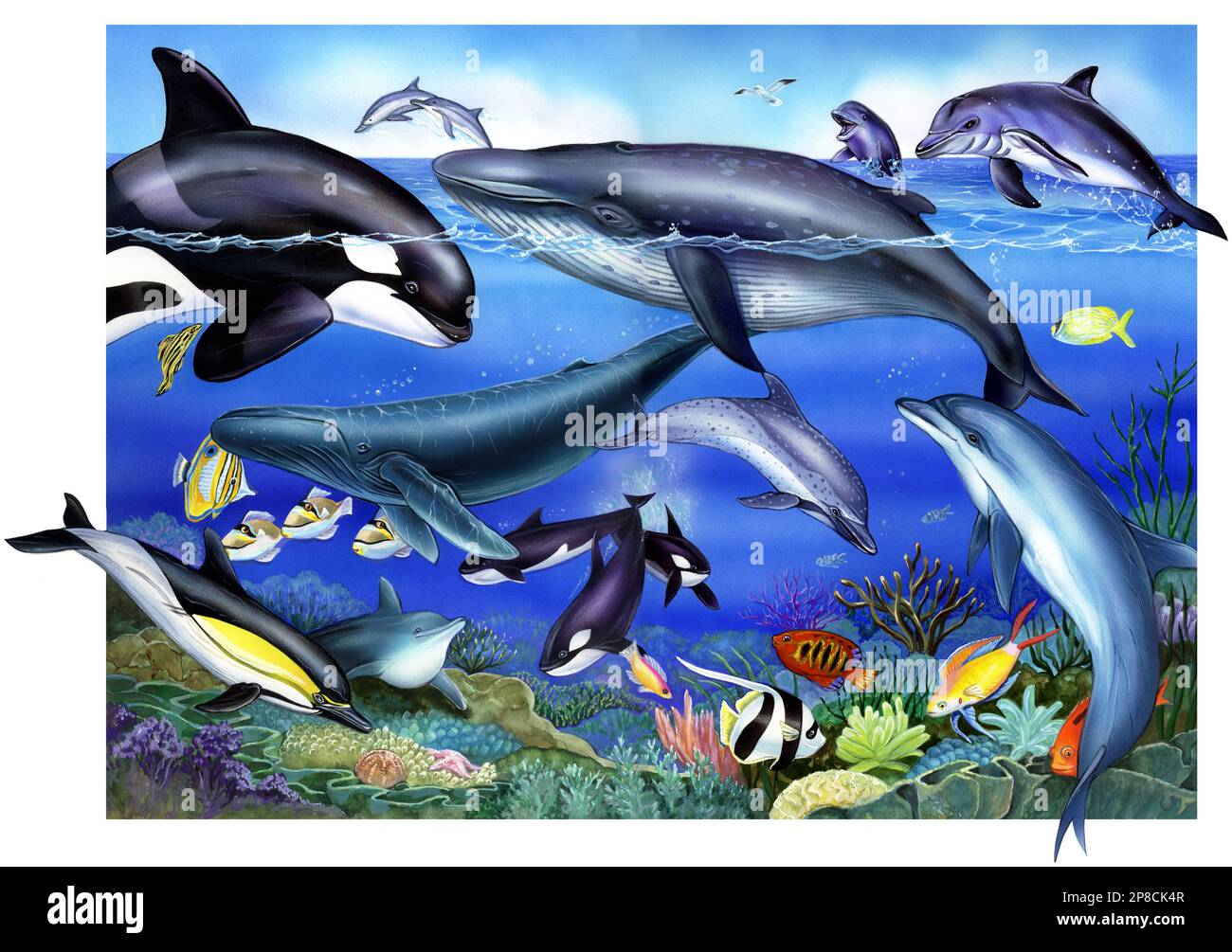 Animals-whales dolphins & porpoises in ocean Stock Photo - Alamy