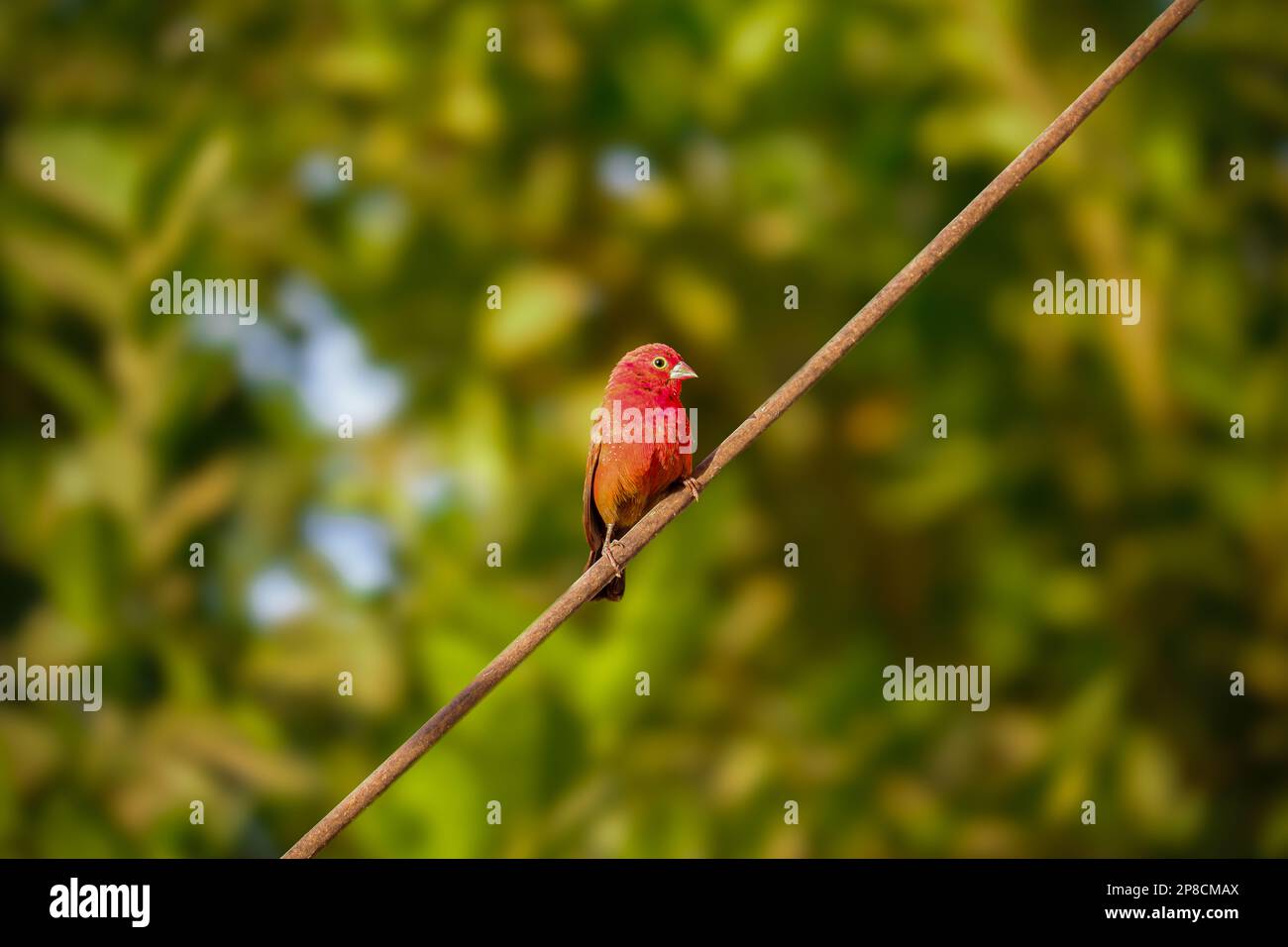 Red-billed Fire Finch on a brunch of tree Stock Photo - Alamy