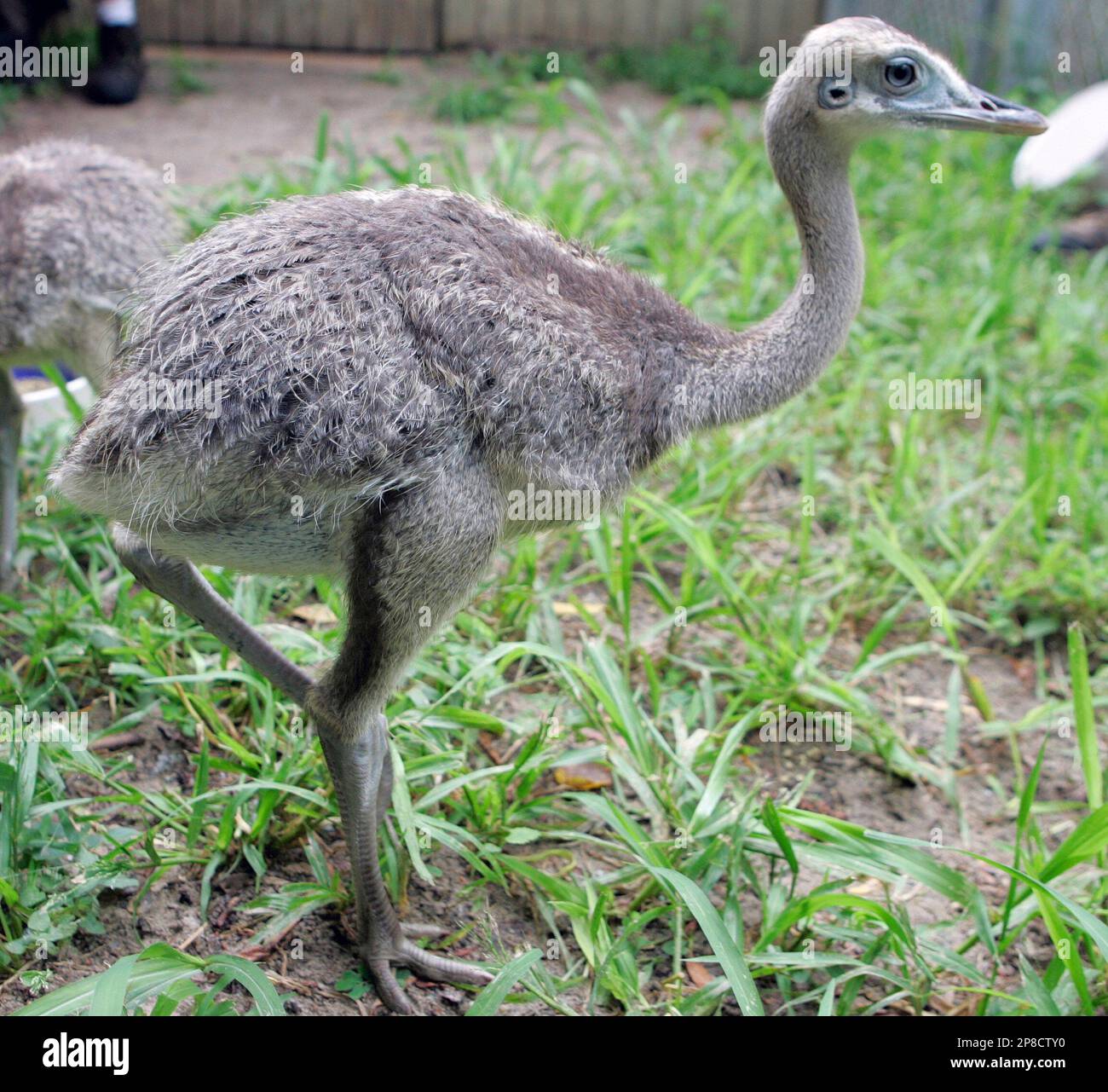 In this photo taken Wednesday, June 3, 2009 one of the three rhea ...