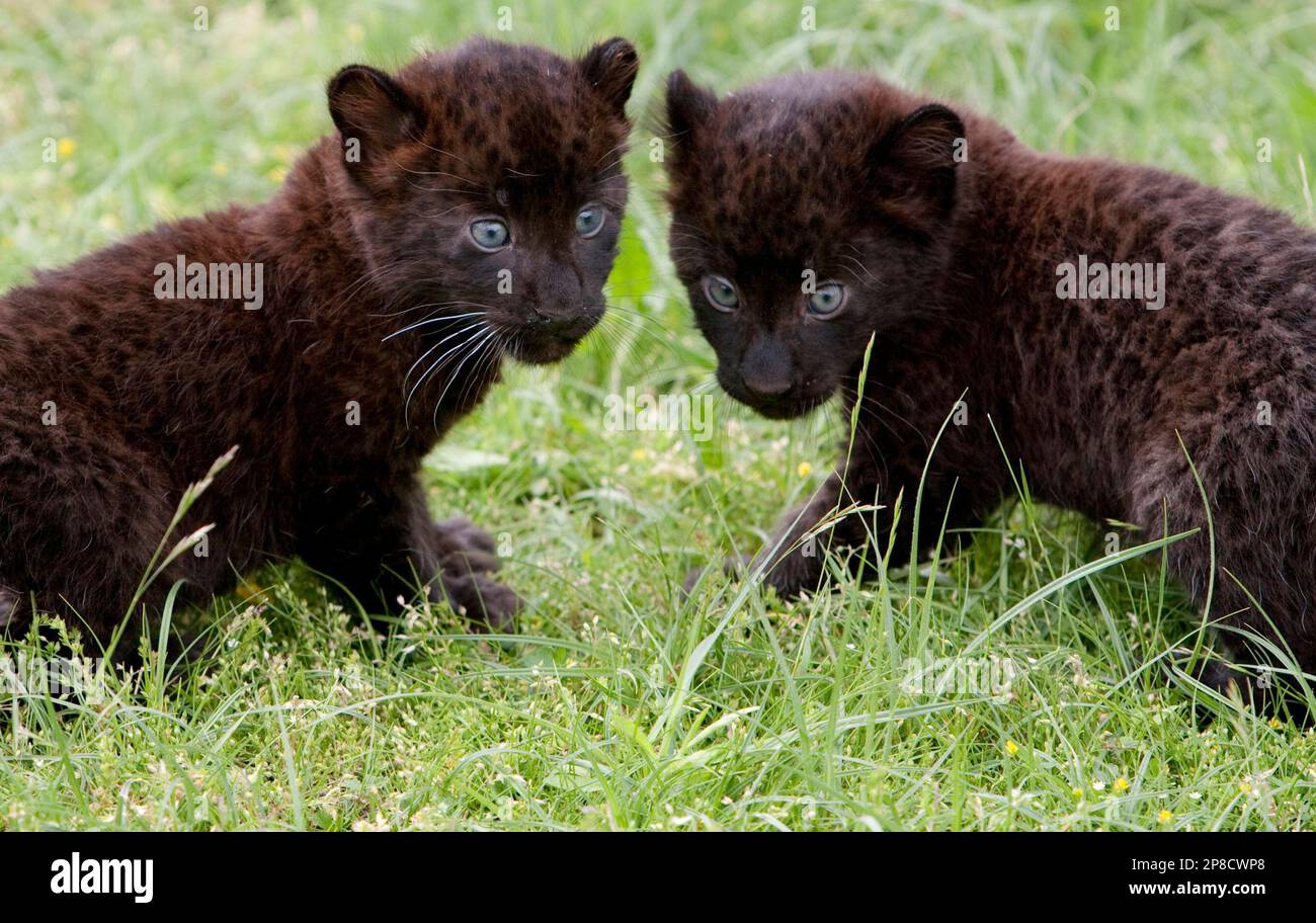 Baby Panther Cubs