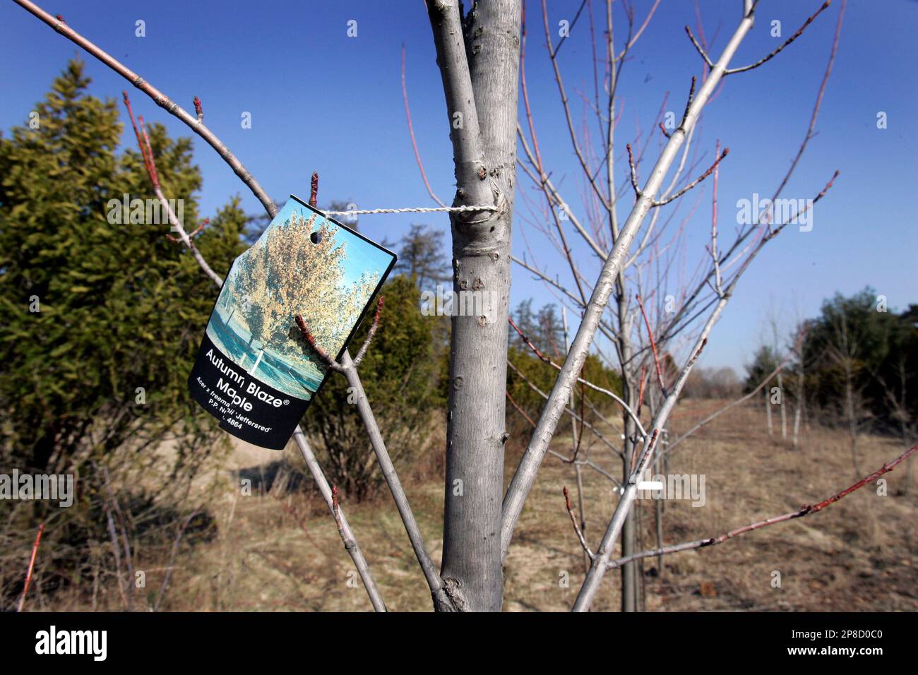 An Autumn Blaze Maple tree is seen on a tree farm in Detroit, Friday ...