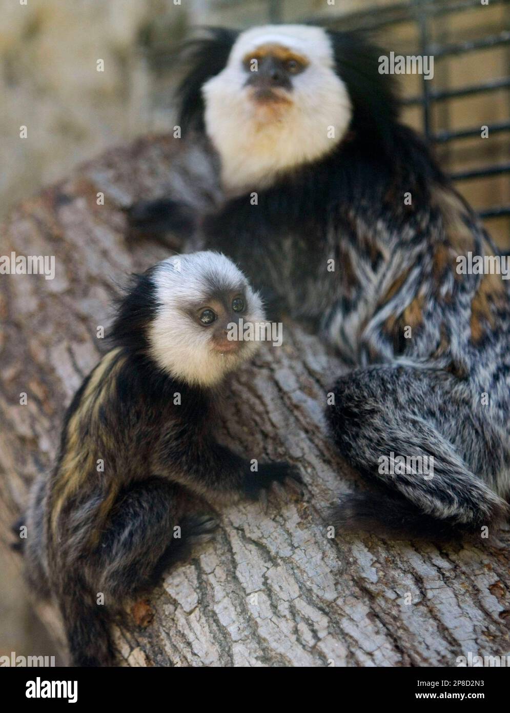 A three weeks old Geoffroy's marmoset male monkey and his father are ...