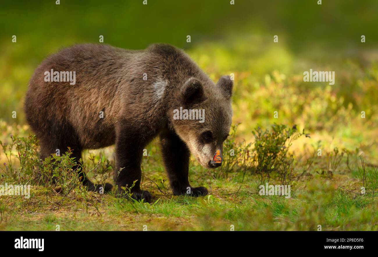 Close up of a cute Eurasian Brown bear cub with a butterfly, Finland ...