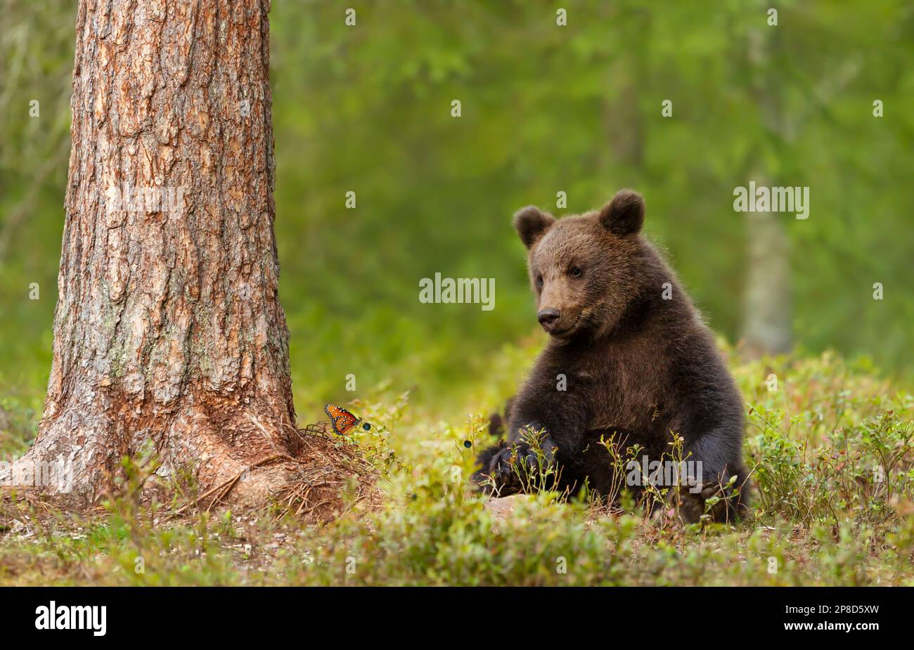 Close up of a cute Eurasian Brown bear cub with a butterfly, Finland ...