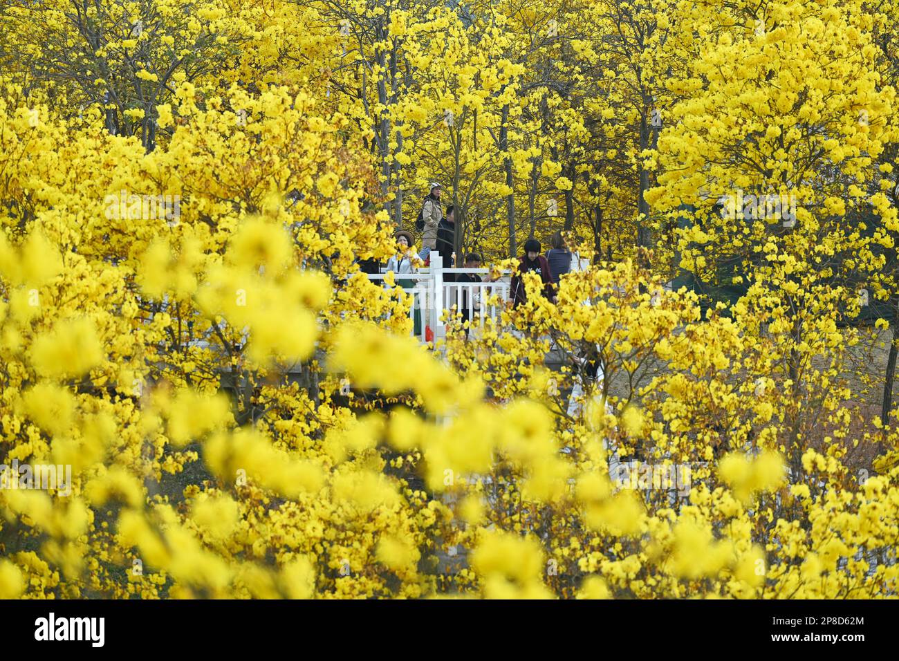 Aerial photo shows tabebuia chrysantha trees in full bloom in Qingxiu ...