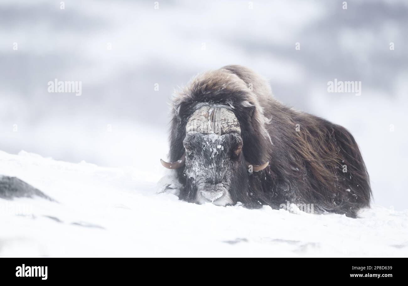 Close up of a male Musk Ox lying on snow, winter in Norway Stock Photo ...
