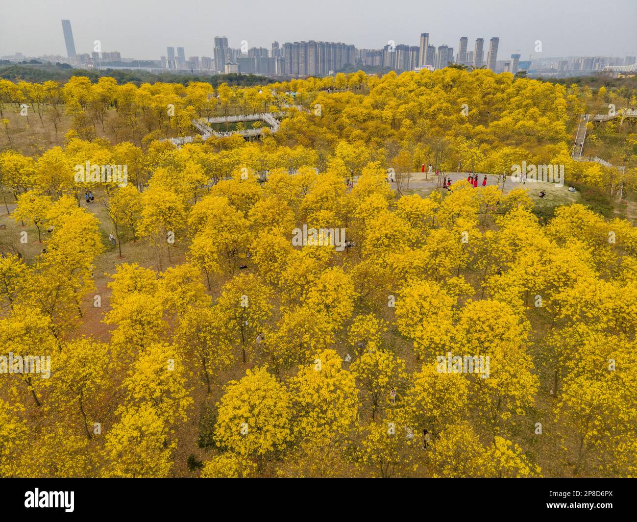 Aerial photo shows tabebuia chrysantha trees in full bloom in Qingxiu ...