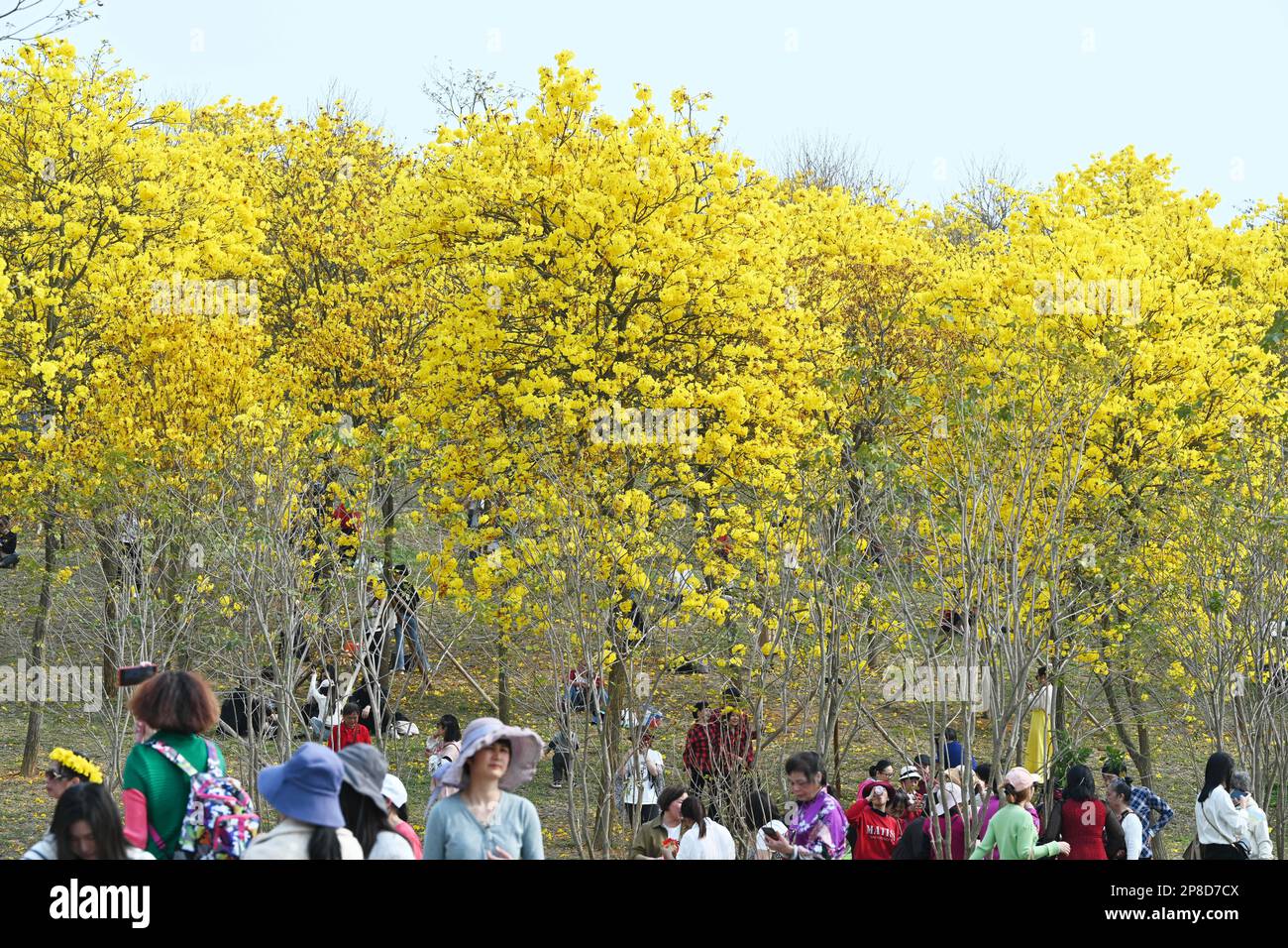 Aerial photo shows tabebuia chrysantha trees in full bloom in Qingxiu ...
