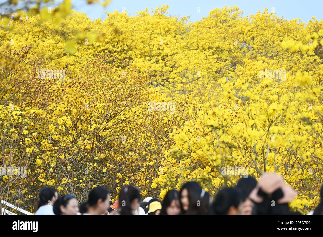 Aerial photo shows tabebuia chrysantha trees in full bloom in Qingxiu ...