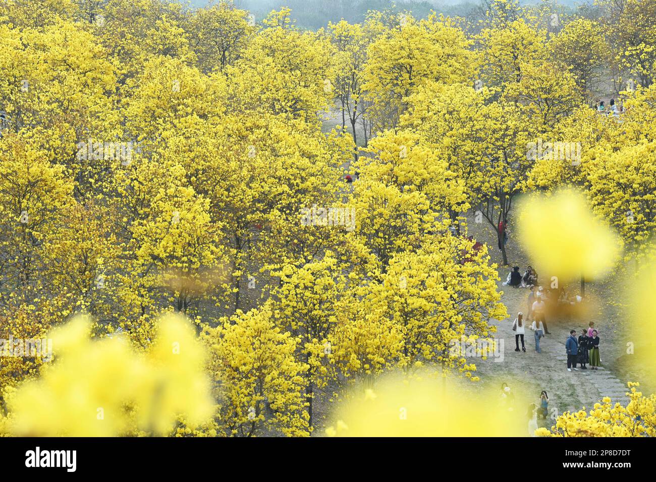 Aerial photo shows tabebuia chrysantha trees in full bloom in Qingxiu ...
