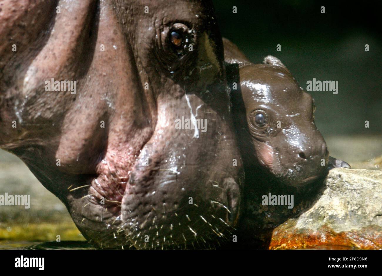 A 1-day old pygmy hippo baby is seen in an enclosure with her mother ...