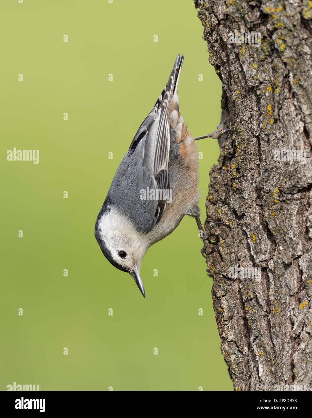 Ssp carolinensis hi-res stock photography and images - Alamy