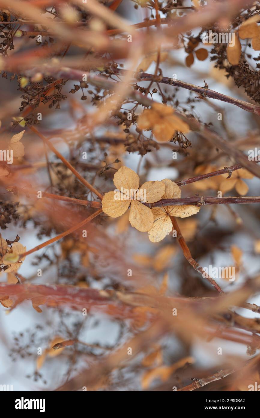 A brown, wilted hydrangea, hortensia, bush in march in Sweden Stock ...