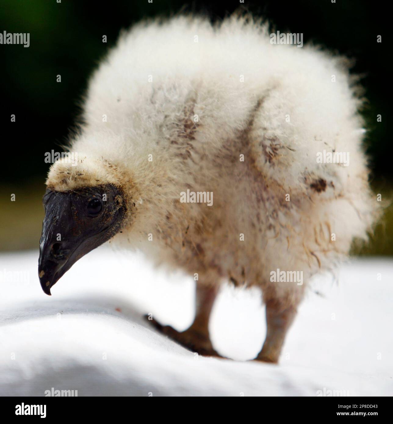 A two week old turkey vulture chick (Cathartes aura) sits at the ...