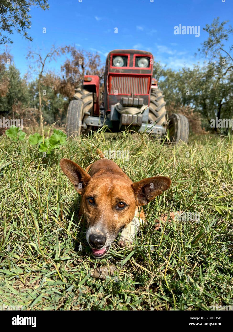 Country side animals vintage hi-res stock photography and images - Alamy