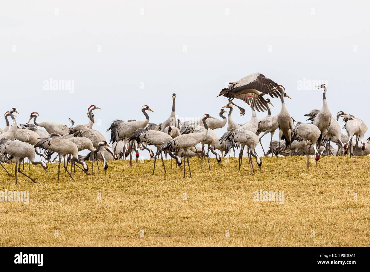 Flock with Cranes and dancing birds at a field Stock Photo - Alamy