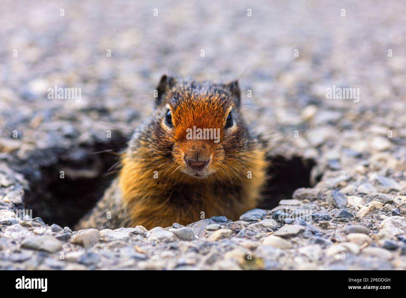 Columbian ground squirrel at his burrow on a road Stock Photo - Alamy