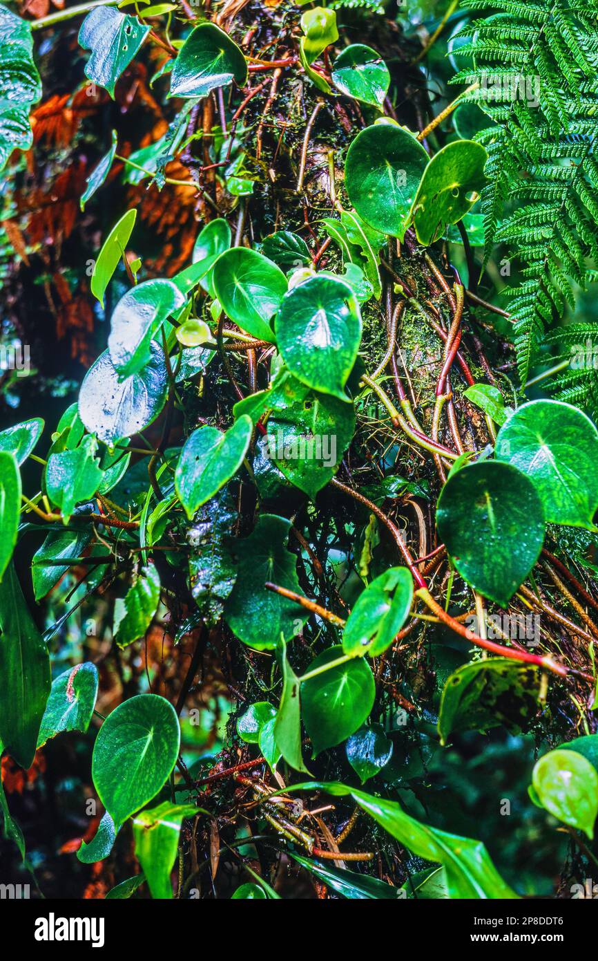 Lush rainforest scene mossy tree hi-res stock photography and images ...