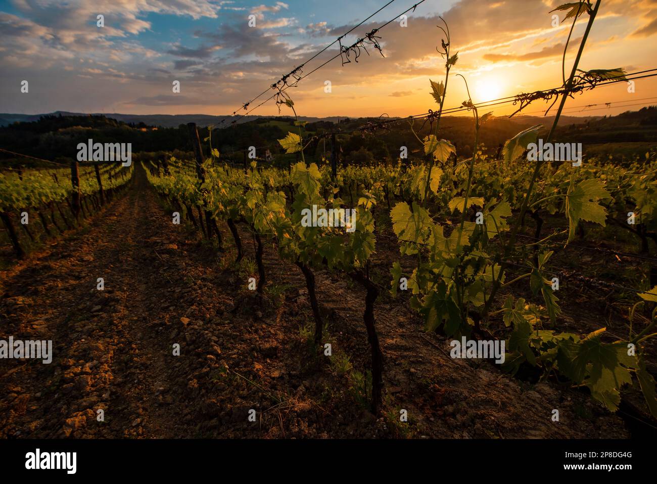Italian vineyard and sunset hi-res stock photography and images - Alamy