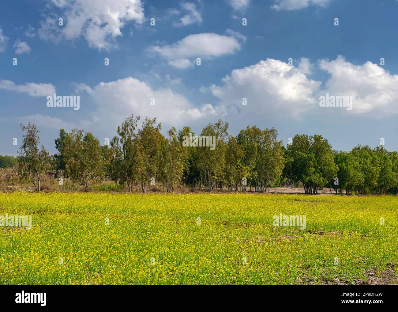 Indian mustard field hi-res stock photography and images - Alamy