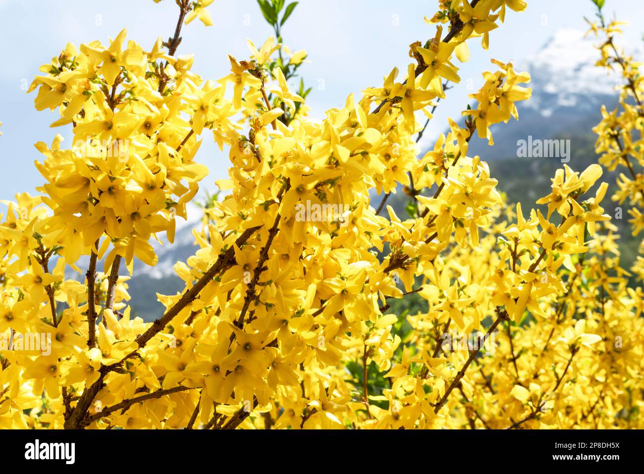 spring or summer landscape flowering plant with yellow forsythia ...