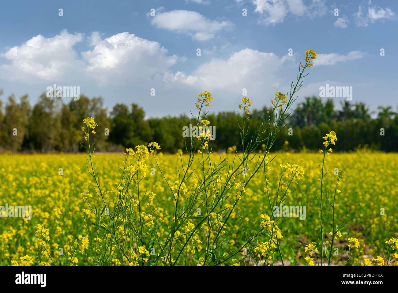 Beautiful landscape of canola plants are blooming in the mustard field ...