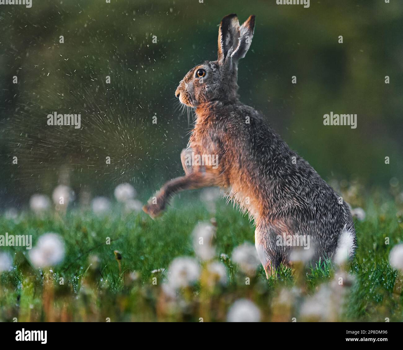 Nasse pfoten hi-res stock photography and images - Alamy
