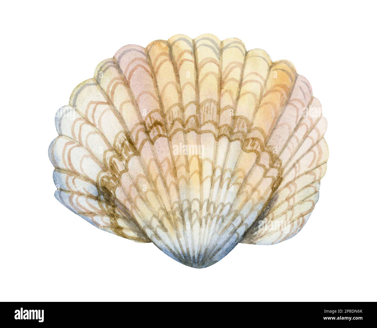 Watercolor seashell realistic illustration in pastel colors. Hand drawn ...