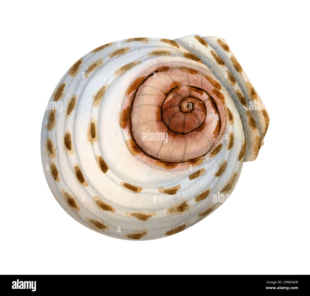 Watercolor round spiral seashell realistic illustration isolated on ...