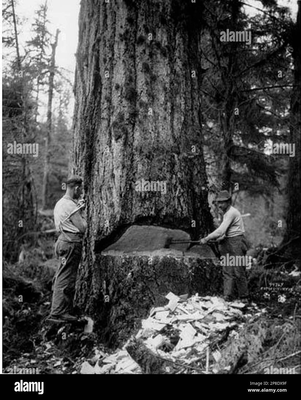 Undercutting a 450-year-old Douglas fir, Wynoochee Timber Co ...
