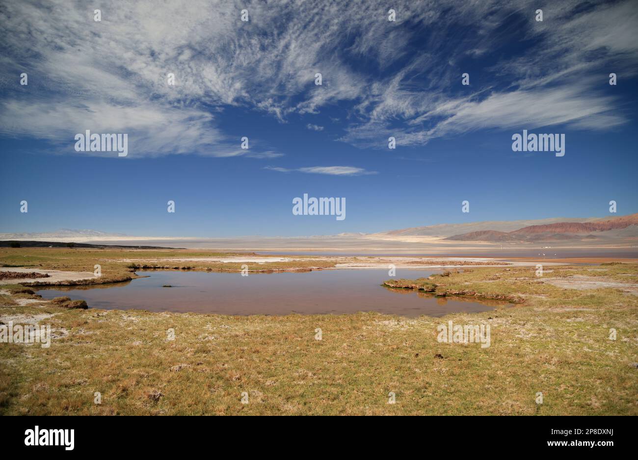 The Carachi Pampa lagoon, biosphere reserve, Argentina Stock Photo - Alamy