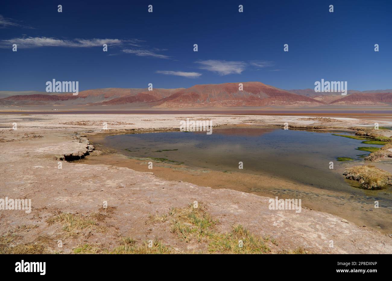 The Carachi Pampa lagoon, biosphere reserve, Argentina Stock Photo - Alamy