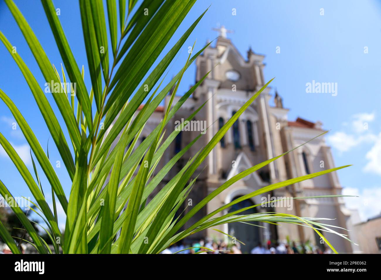 Holy Week. Branches raised in front of the cathedral church ...