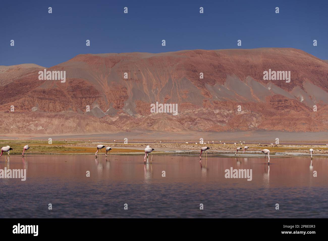 The Carachi Pampa lagoon, biosphere reserve, Argentina Stock Photo - Alamy