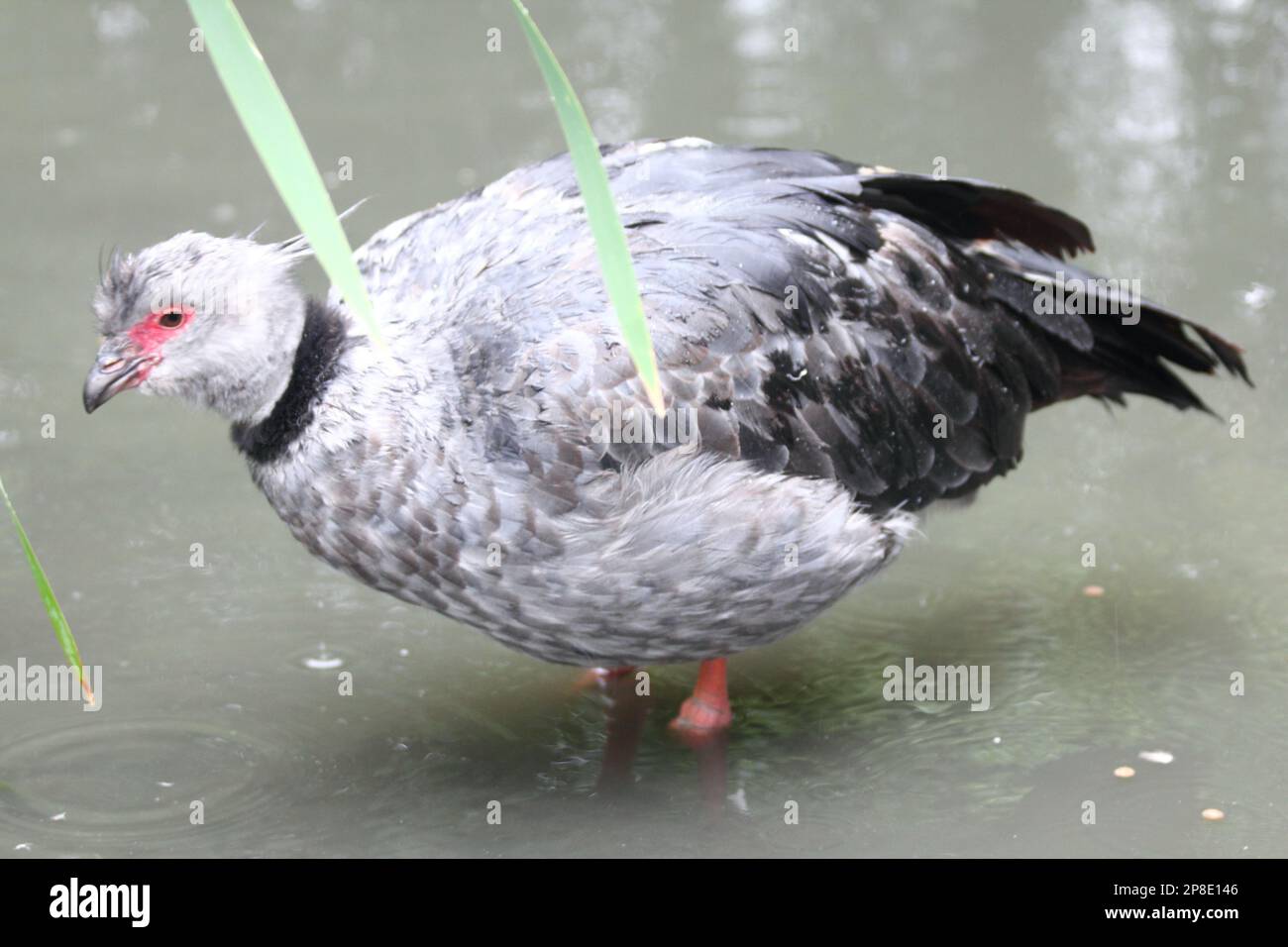 The southern screamer (Chauna torquata), also known as the crested ...