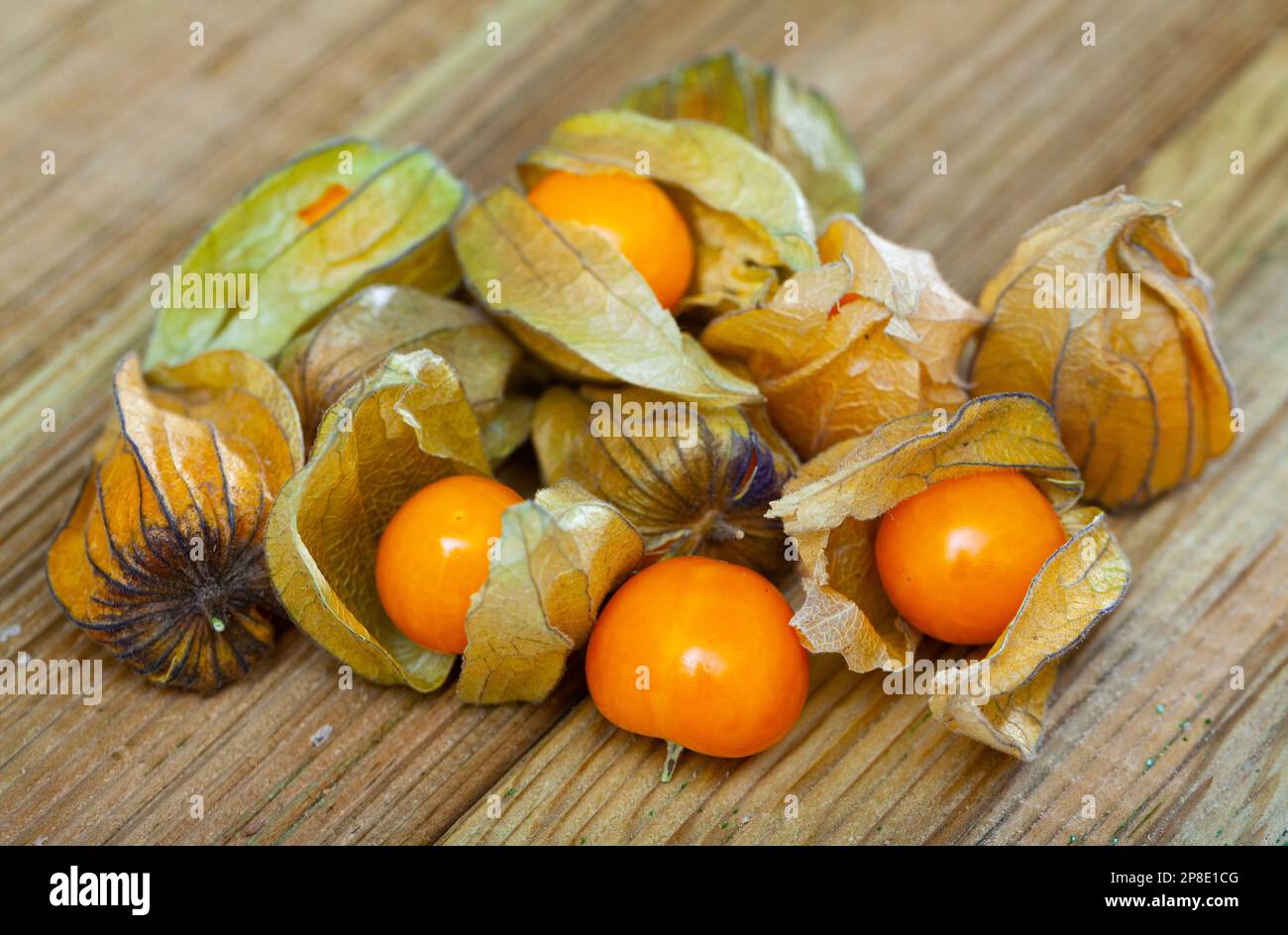 Physalis species hi-res stock photography and images - Alamy